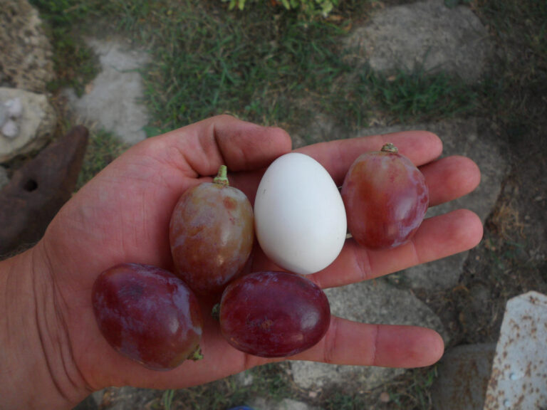 Gratest bunch of grapes - National Register of Records